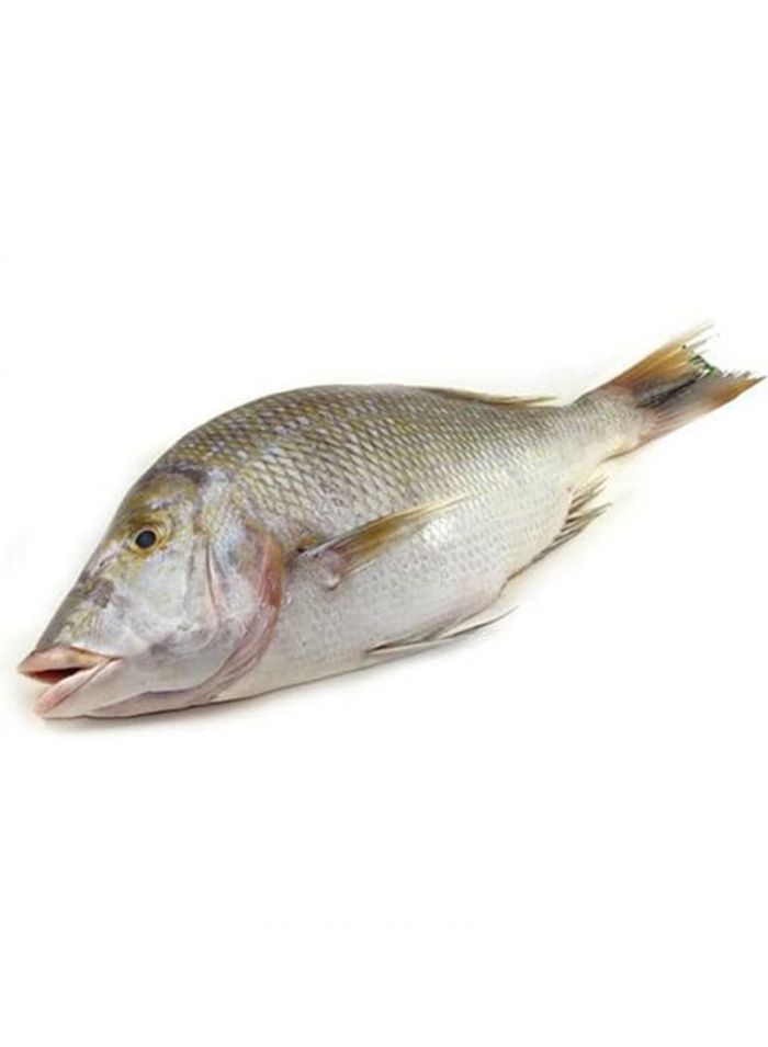 Sheikh Al-Sayyadeen Frozen White Shour Fish - 10 Kg | امداد إكس